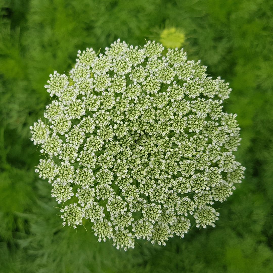 Blog France Herboristerie » La Khella : botanique, bienfaits et ...