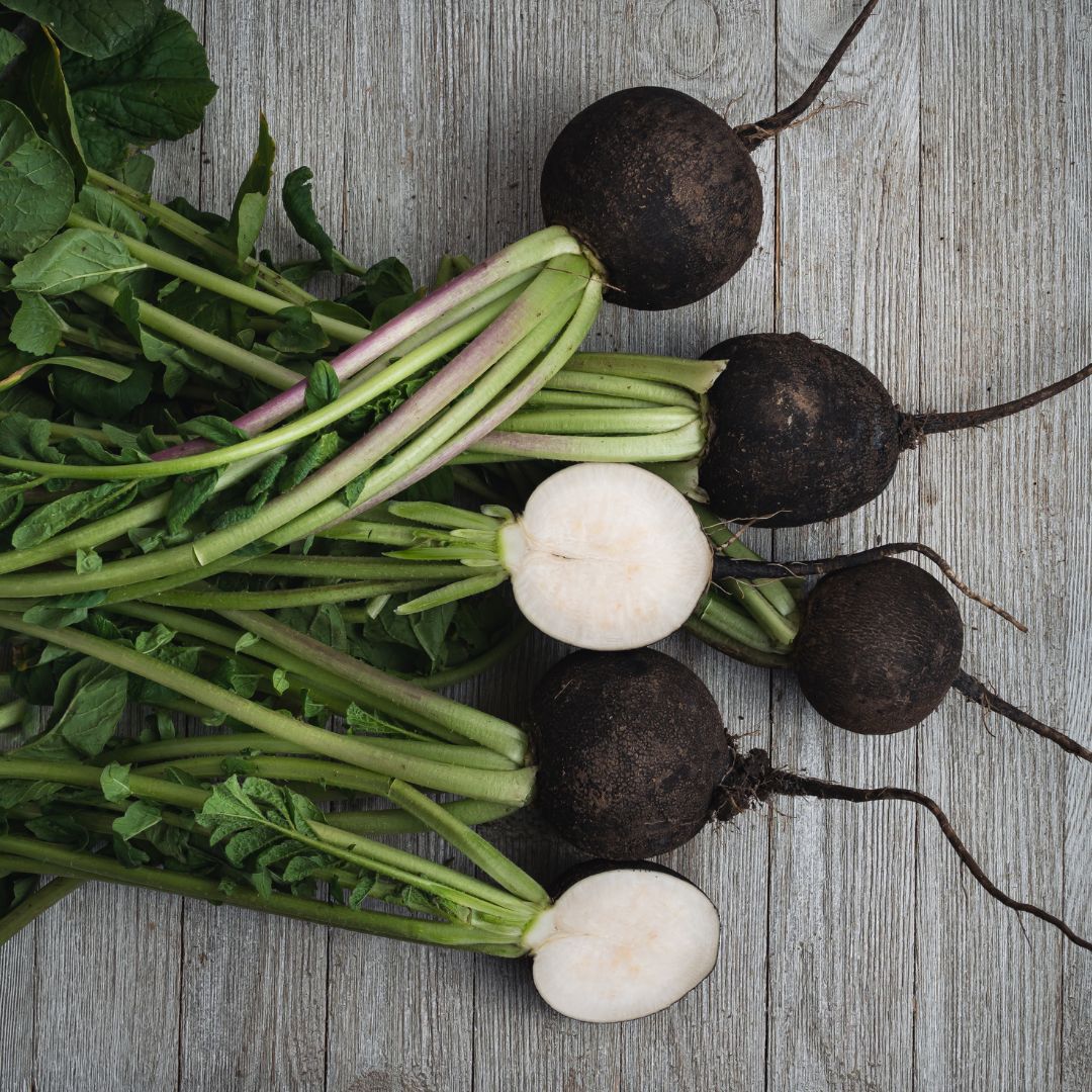 Black Radish: benefits, uses and botany